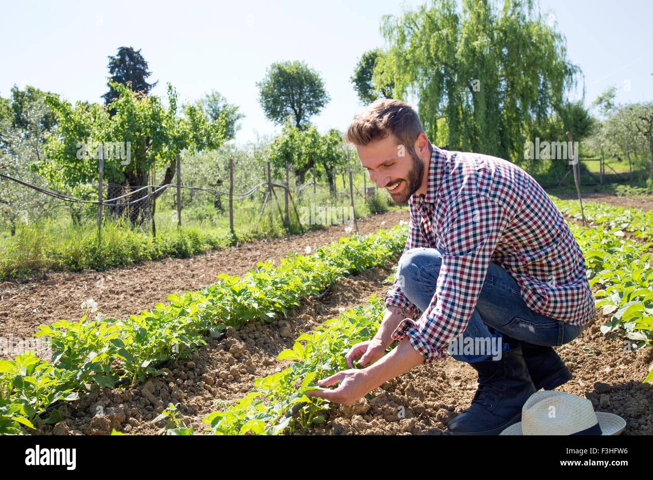 Tomato field hi-res stock photography and images - Alamy
