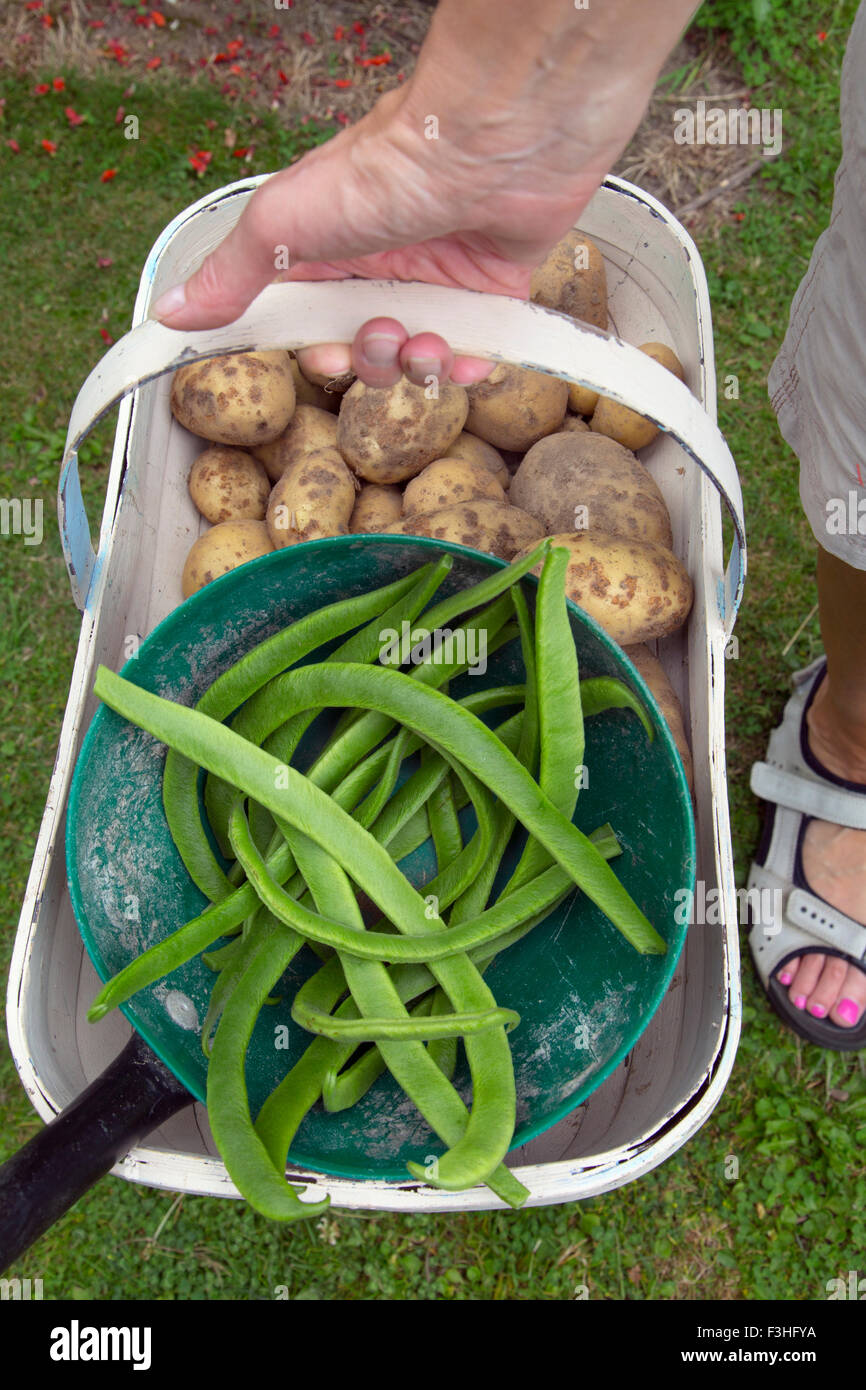 Harvesting home grown potatoes and runner beans Stock Photo - Alamy