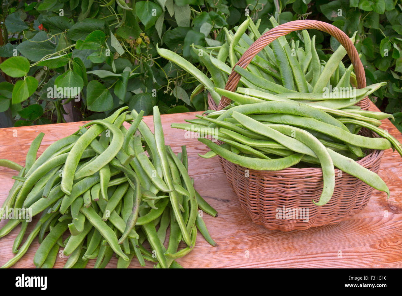 Sowing runner beans summer hi-res stock photography and images - Alamy