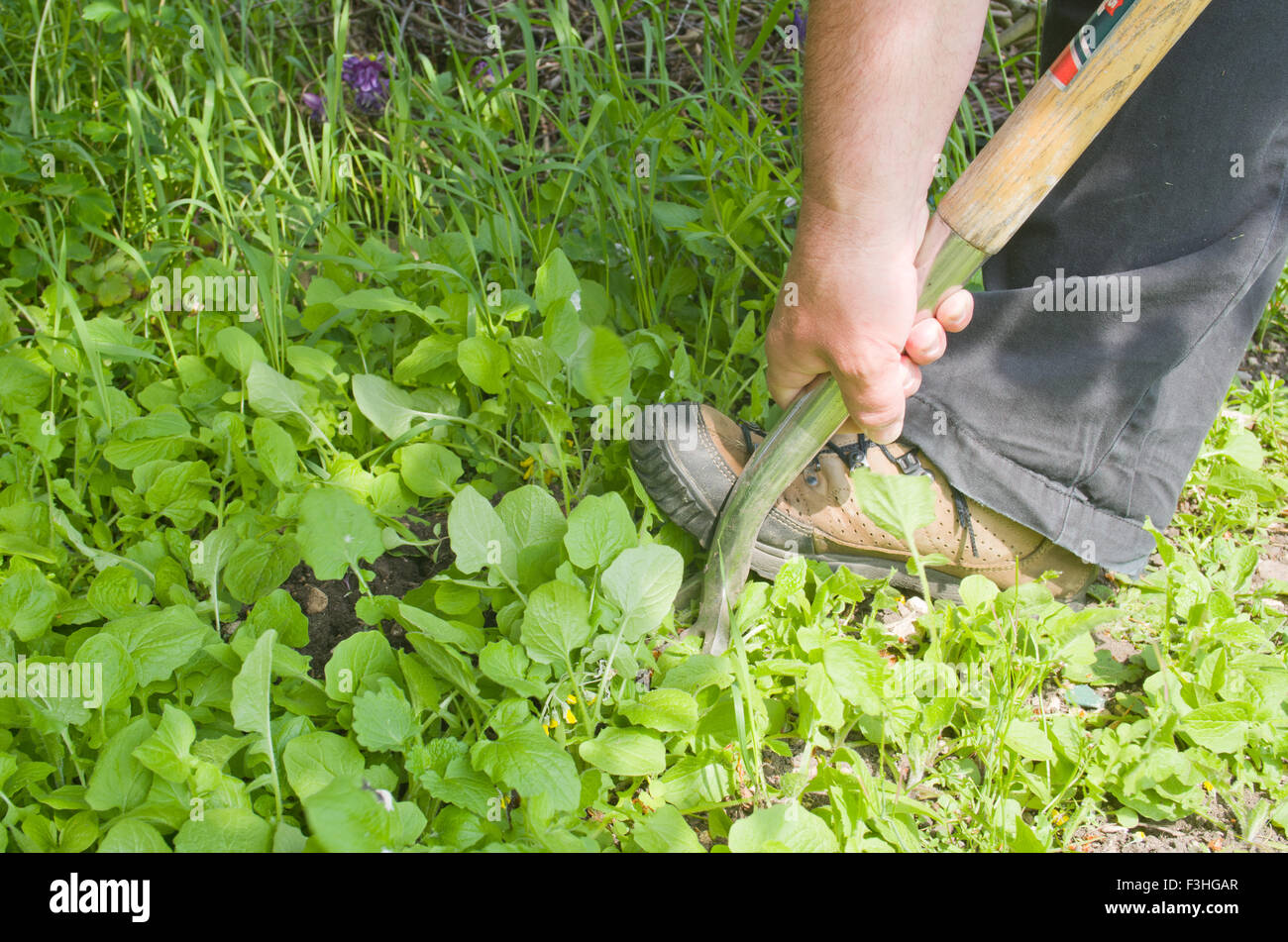 Weeding garden hi-res stock photography and images - Alamy
