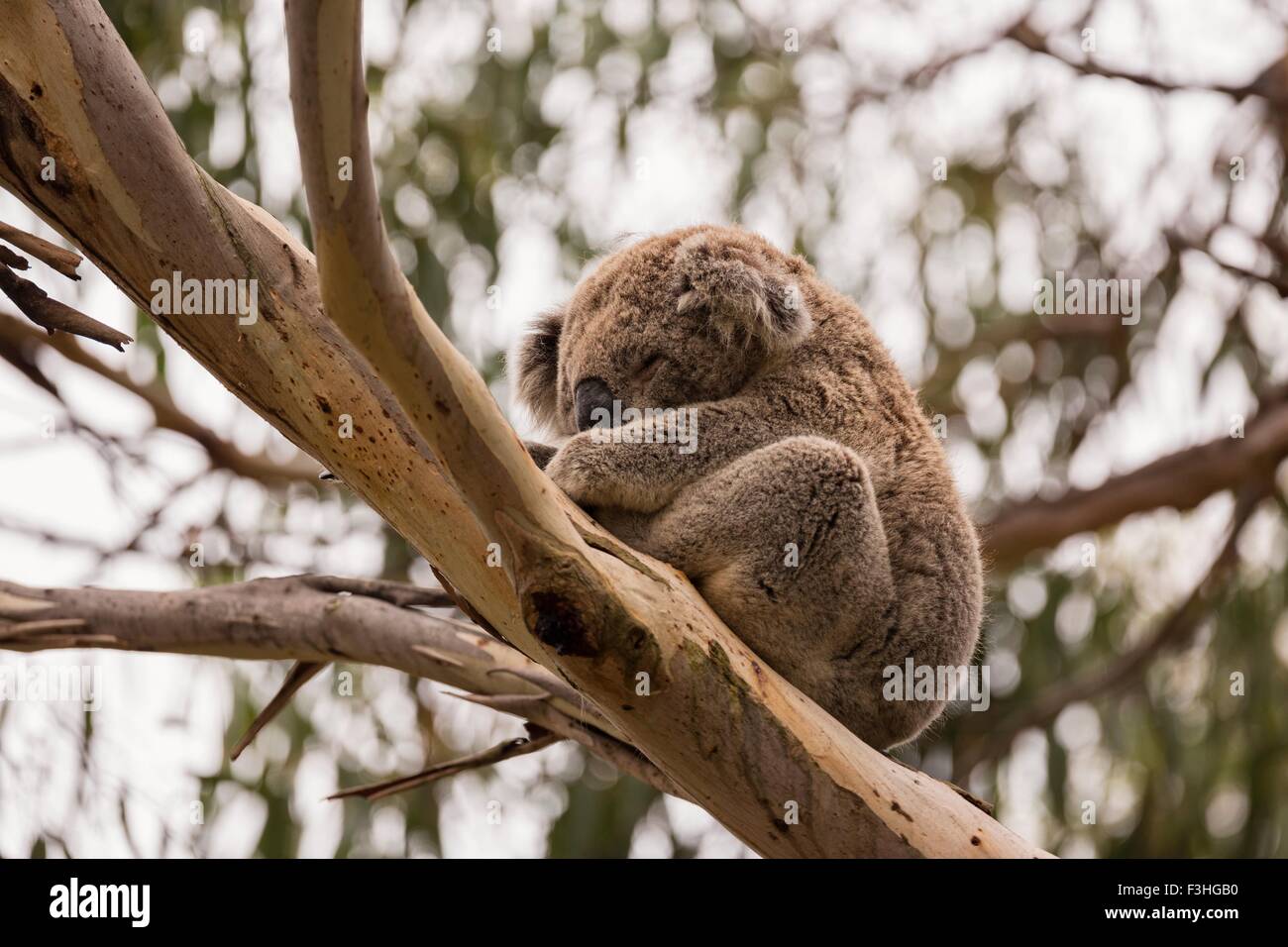 Sleeping koala in day time hi-res stock photography and images - Alamy