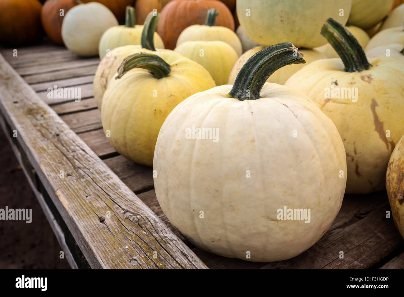 White farm pumpkins freshly harvested Stock Photo - Alamy