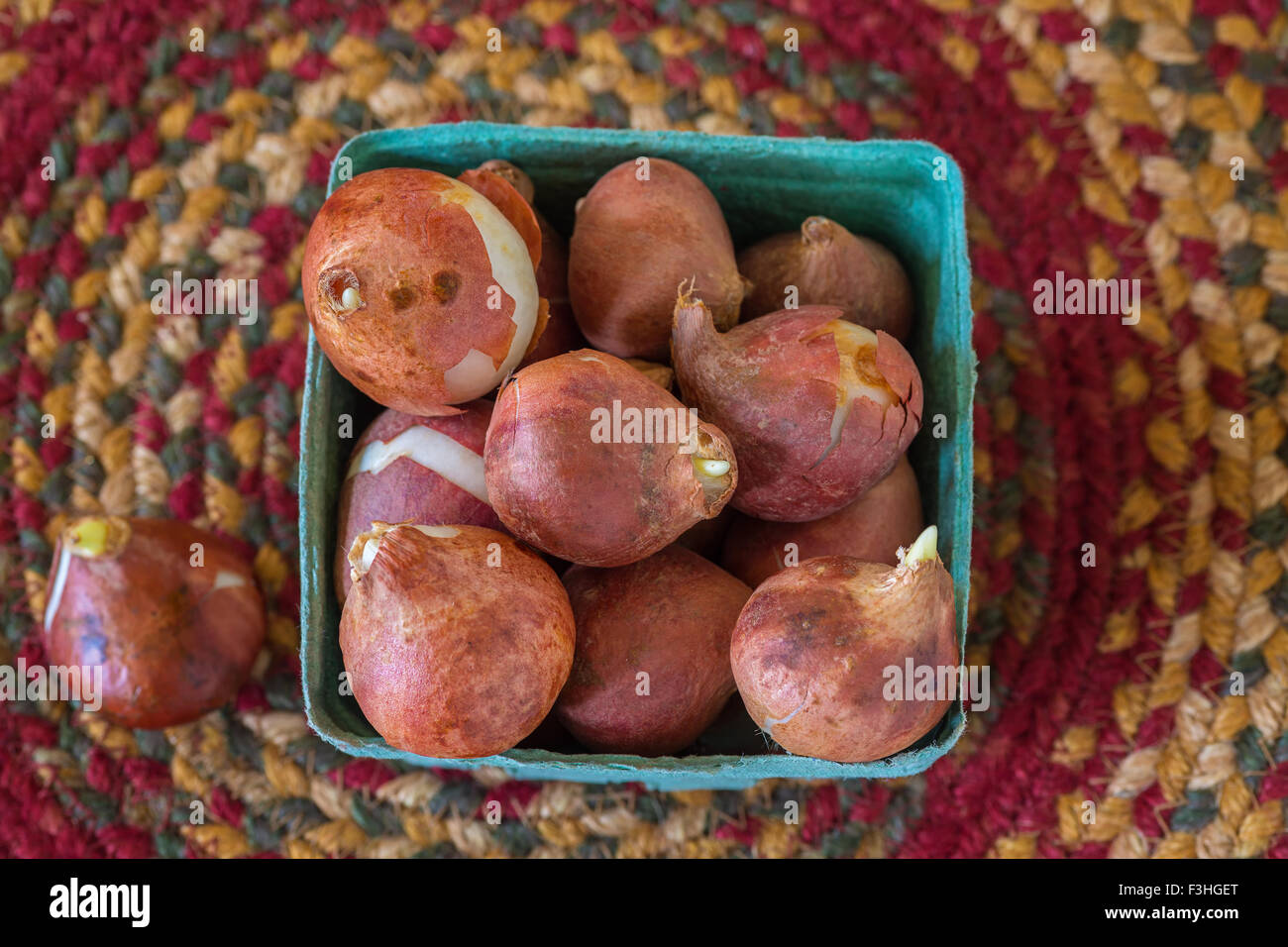 Tulip bulbs in a rustic box Stock Photo - Alamy
