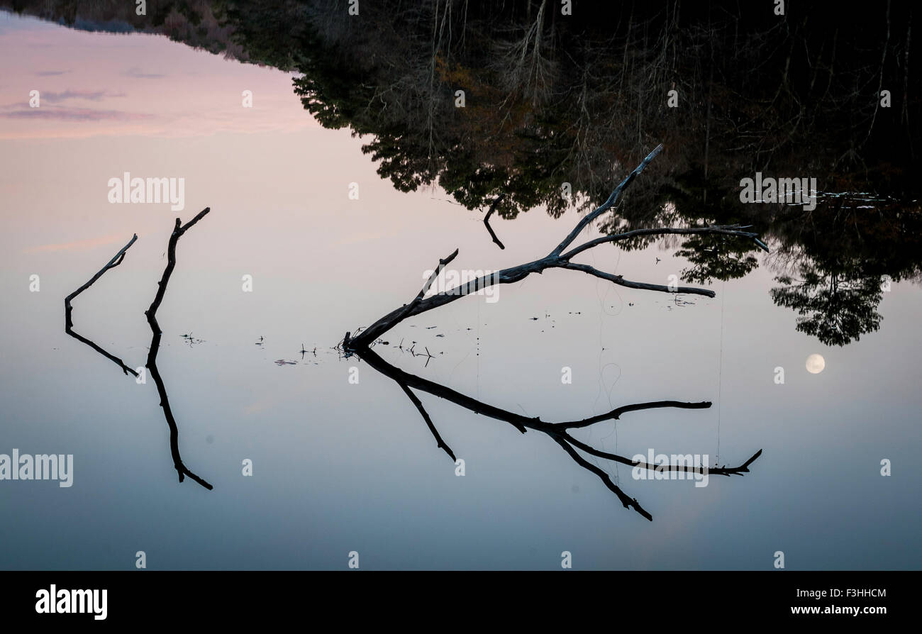 Tree limbs hi-res stock photography and images - Alamy