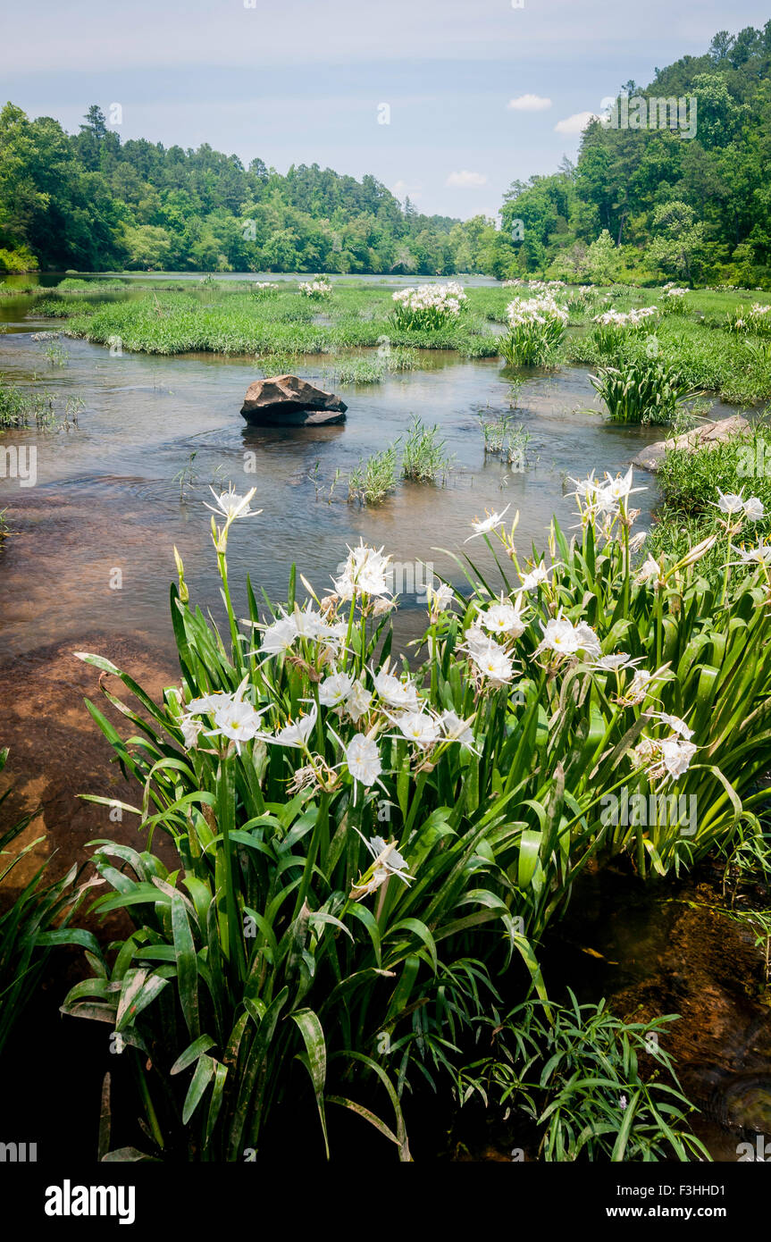Cahaba Lily (Hymenocallis coronaria) blooms in the Cahaba River ...