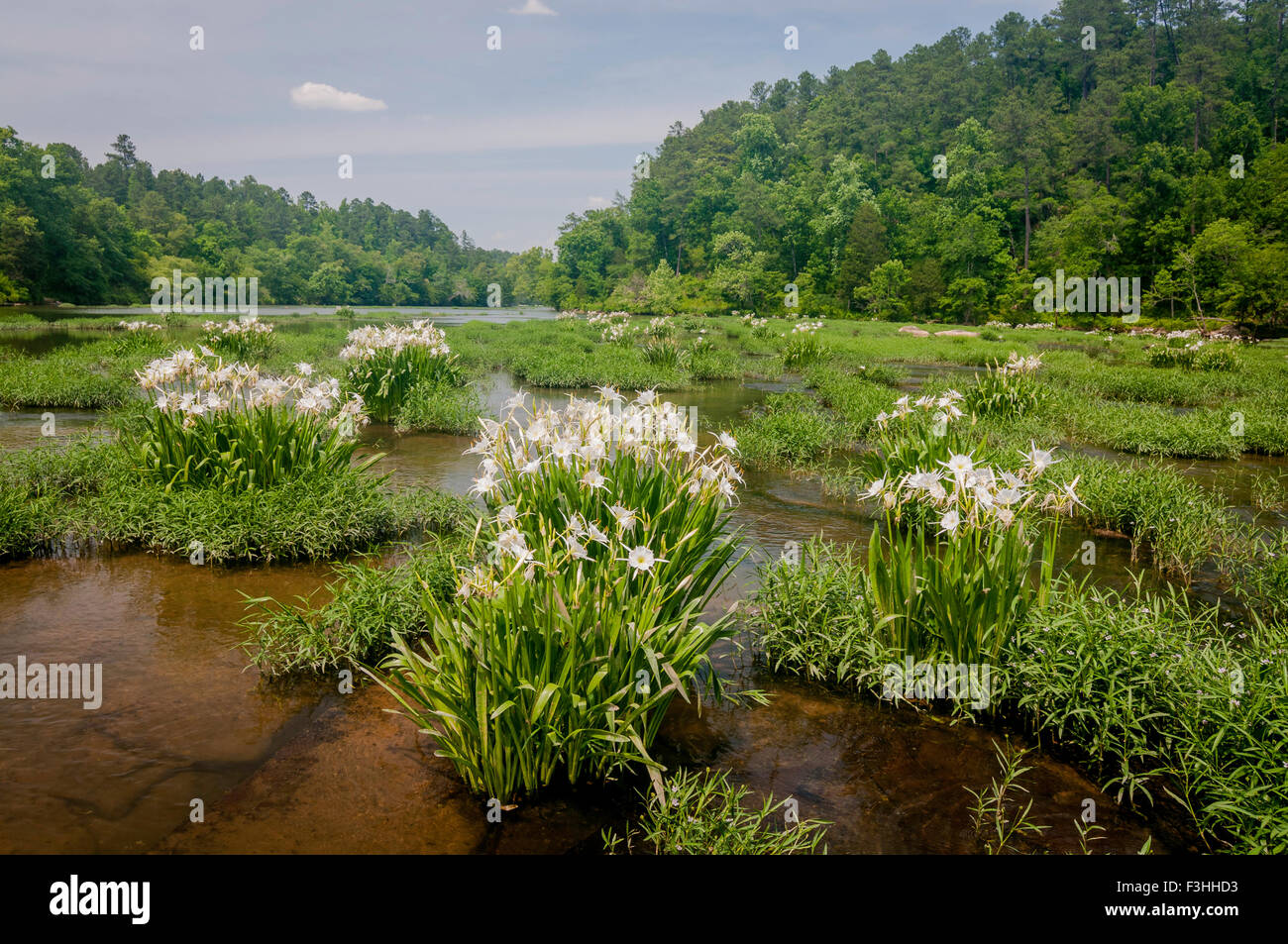 Cahaba Lily (Hymenocallis coronaria) blooms in the Cahaba River ...