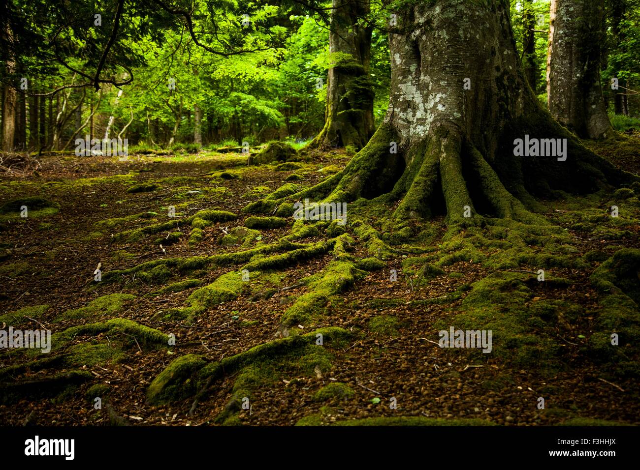 Tollymore forest park hi-res stock photography and images - Alamy