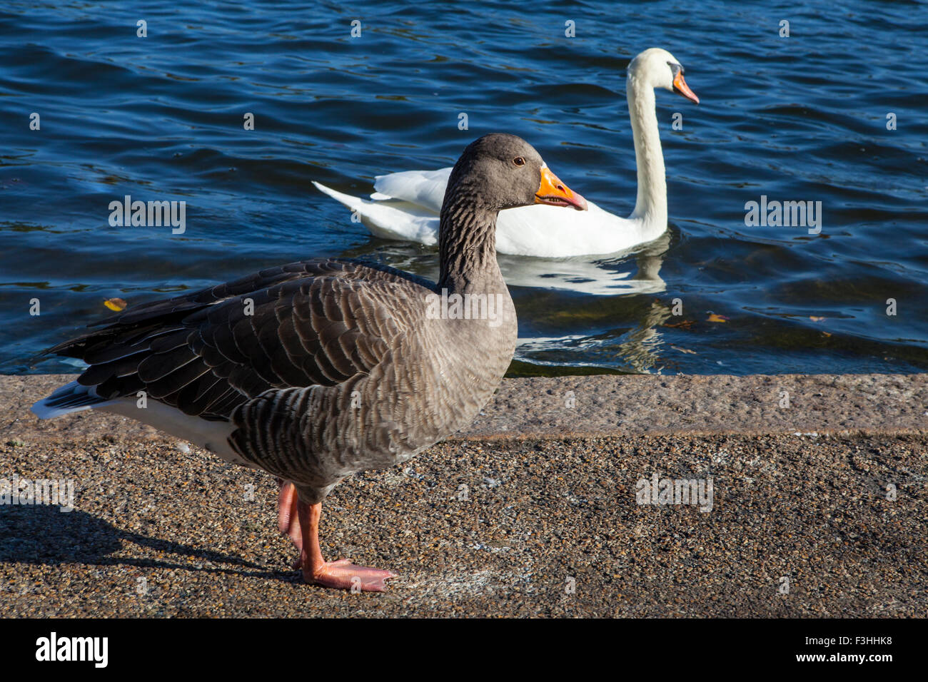 A Dusk and a Swan sunning themselves on the banks of the Serpentine in ...