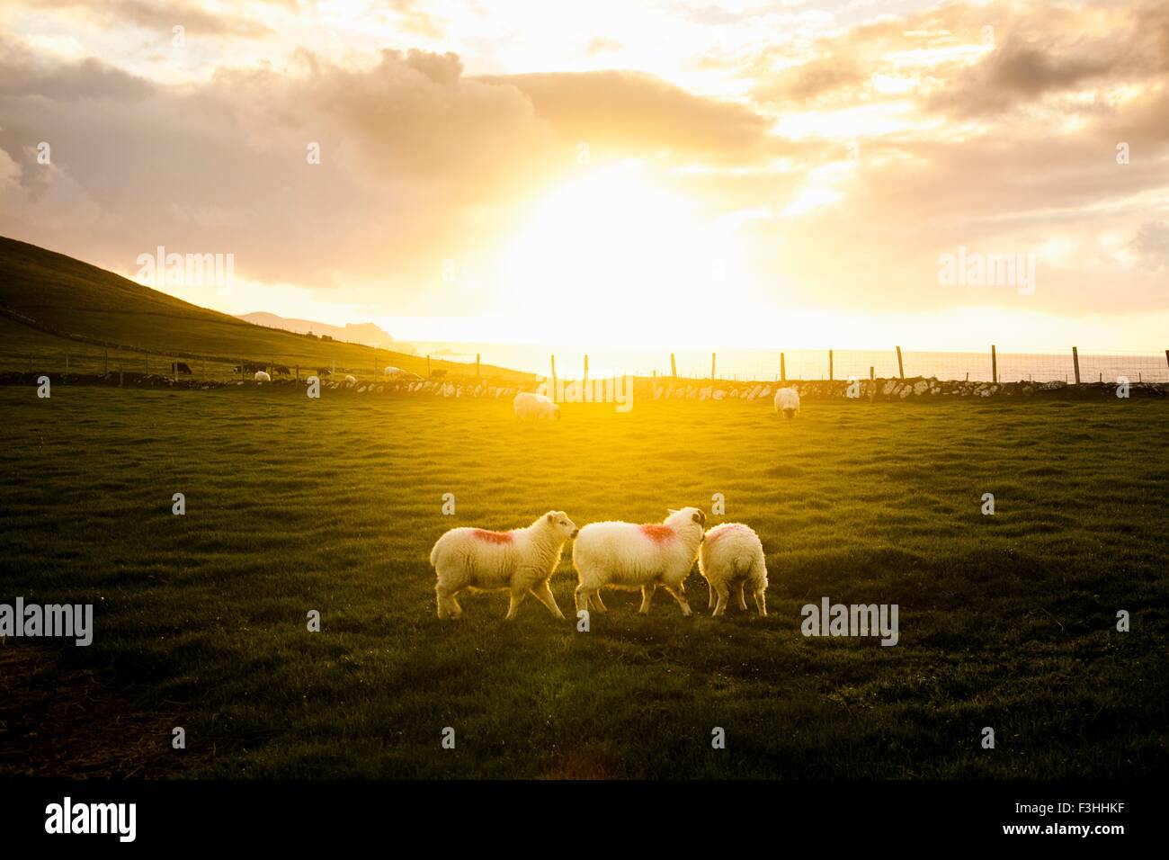 Dunquin sheep hi-res stock photography and images - Alamy