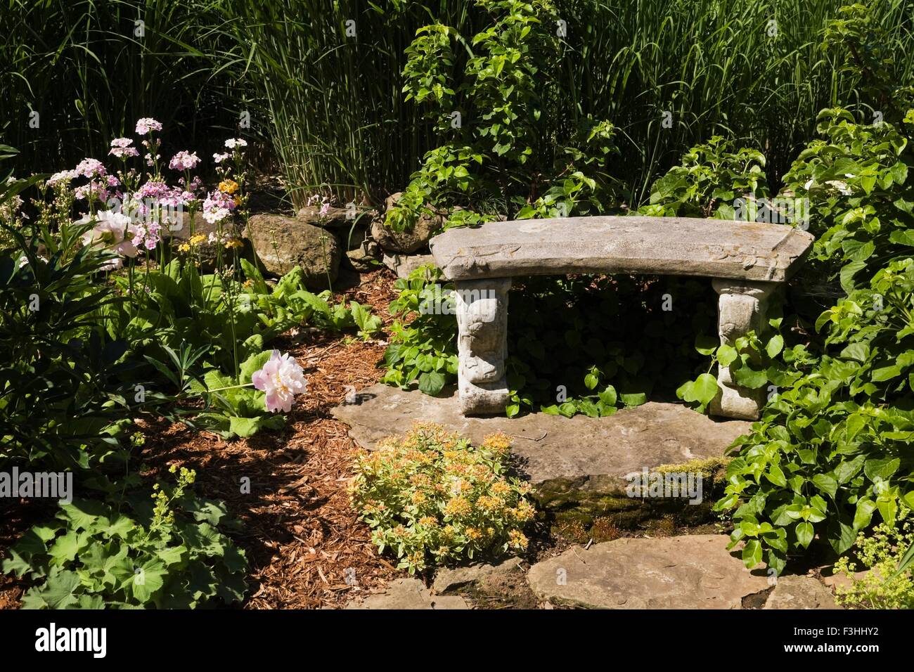 Garden plants garden shrubs hi-res stock photography and images - Alamy