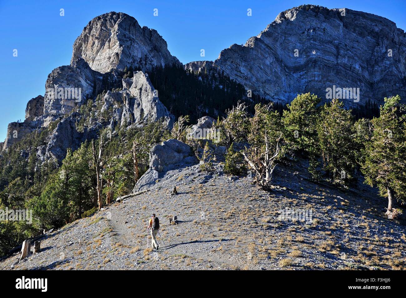 Young woman hiking, Mount Charleston Wilderness trail, Nevada, USA ...