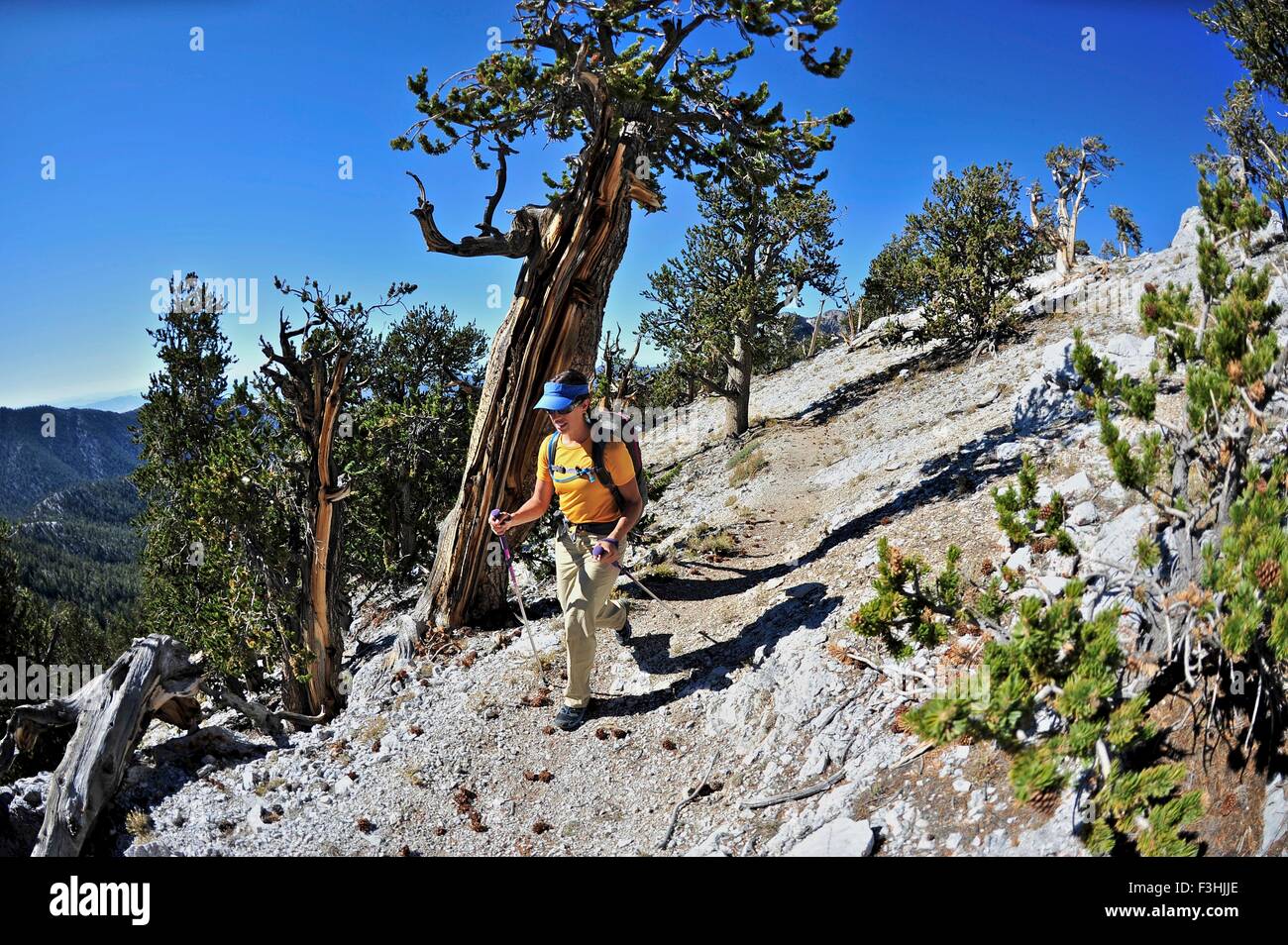 Young woman hiking, Mount Charleston Wilderness trail, Nevada, USA ...