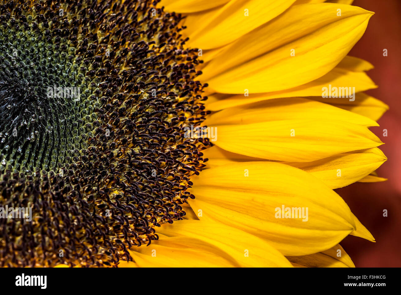 Beautiful sunflower close-up Stock Photo - Alamy