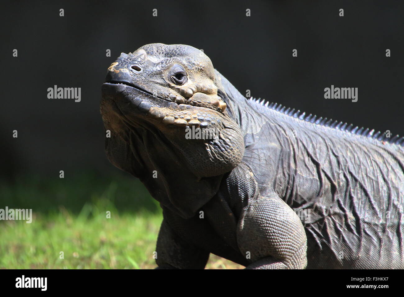 Iguane cornuta hi-res stock photography and images - Alamy