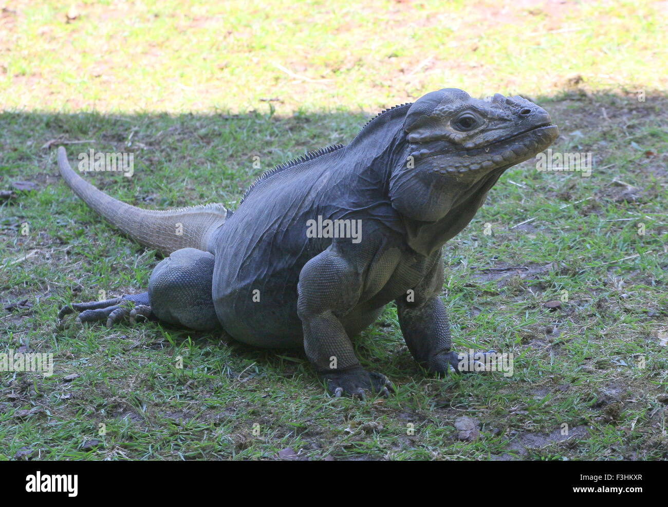 Caribbean Rhinoceros iguana (Cyclura cornuta Stock Photo - Alamy