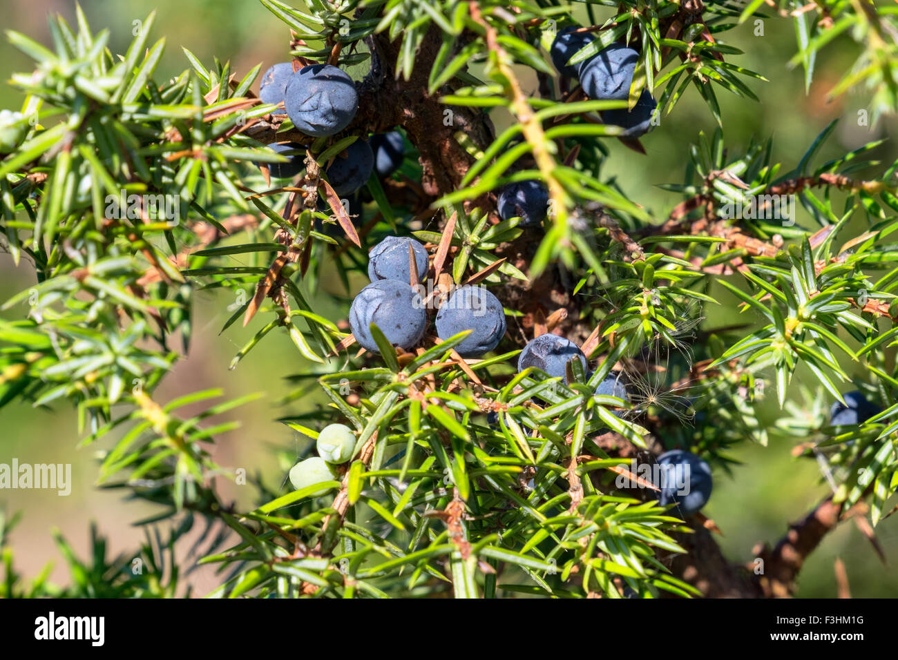 Juniper berry tree hi-res stock photography and images - Alamy