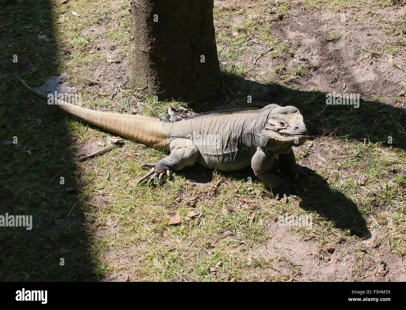 Caribbean Rhinoceros iguana (Cyclura cornuta Stock Photo - Alamy