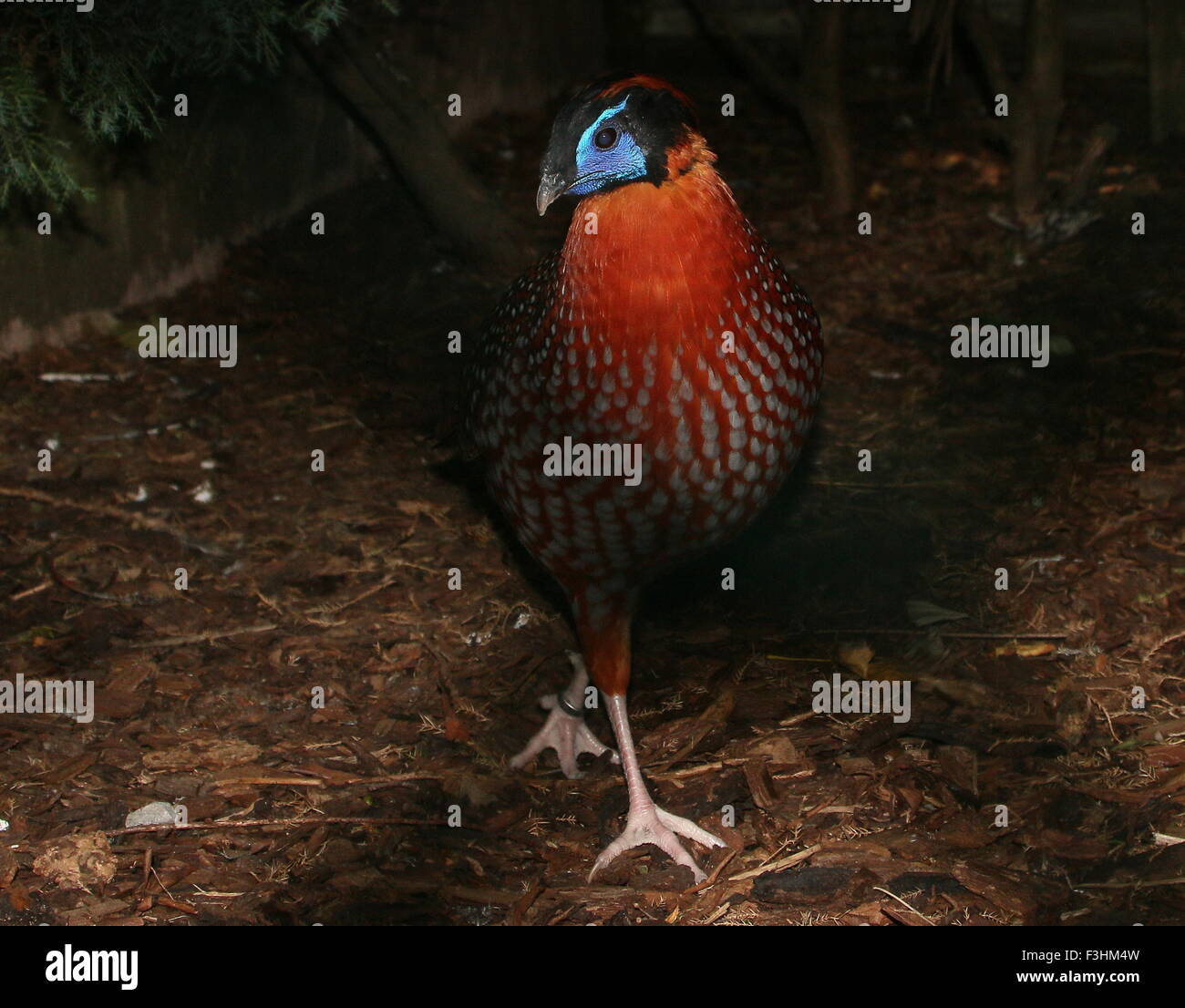 Male East Asian Temminck's tragopan (Tragopan temminckii Stock Photo ...