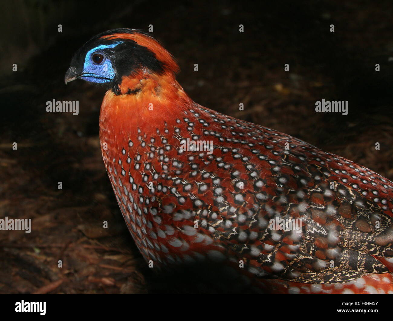 Male East Asian Temminck's tragopan (Tragopan temminckii Stock Photo ...