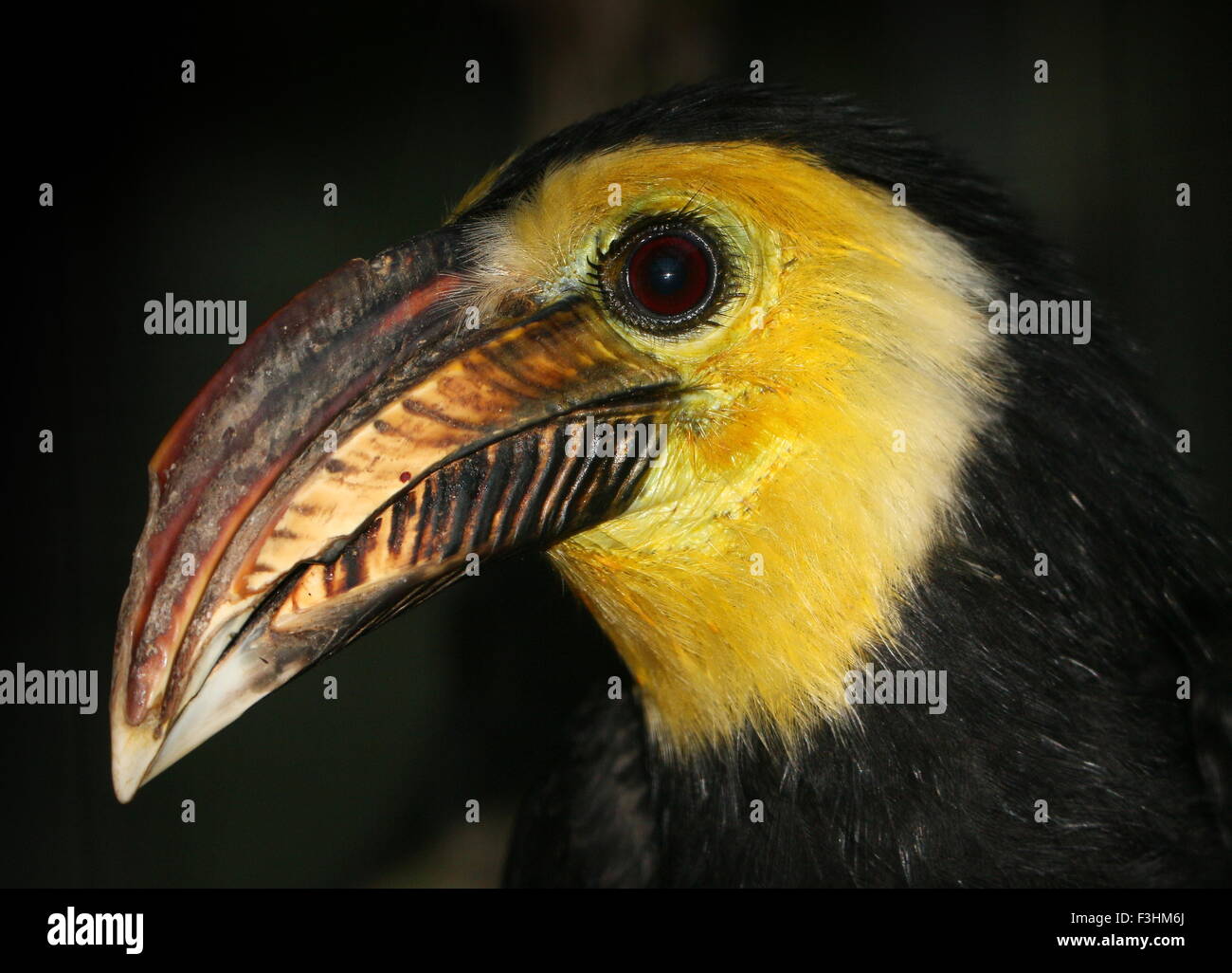 Southern sulawesi tarictic hornbill hi-res stock photography and images ...