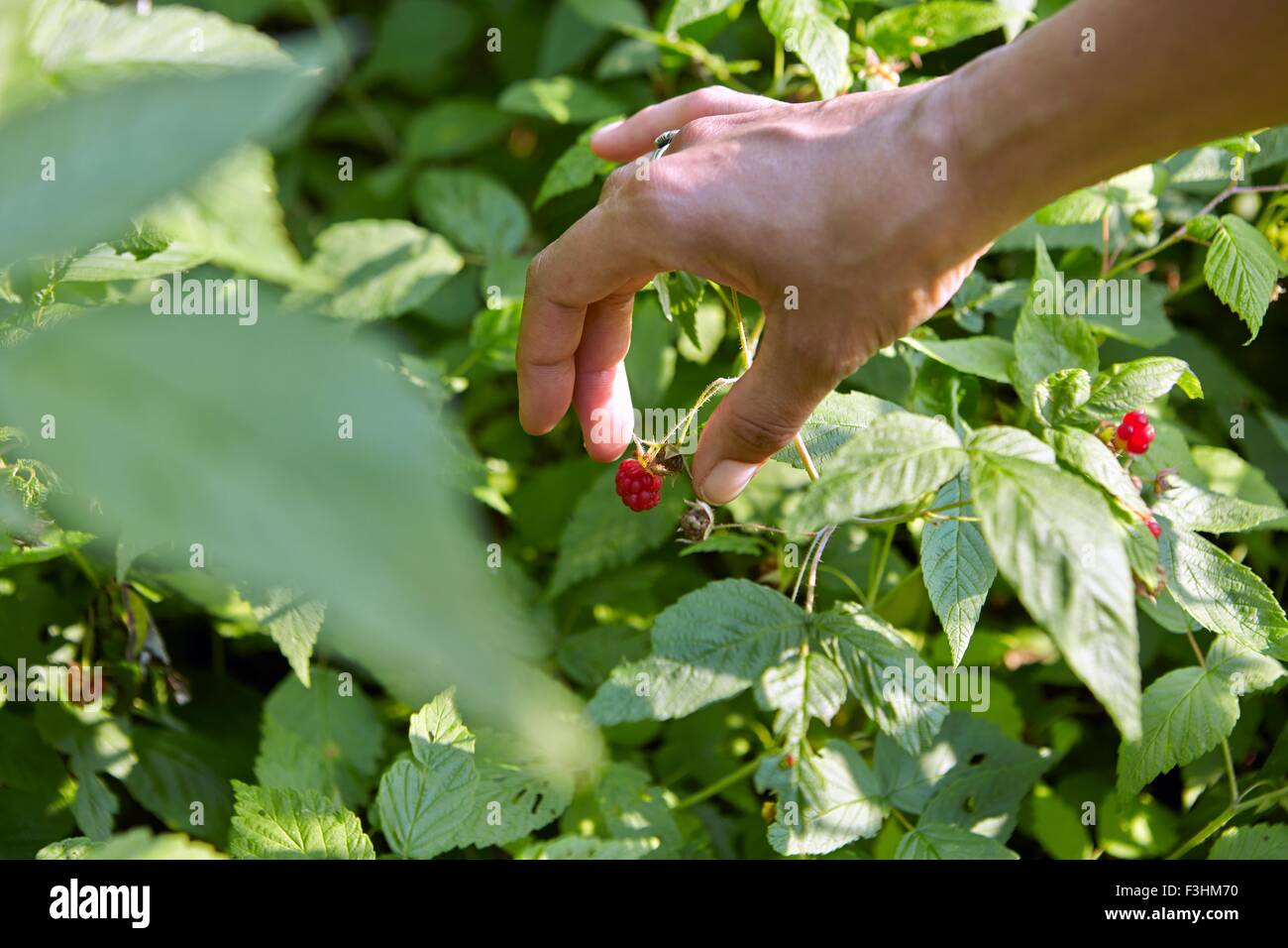 Raspberry woman hi-res stock photography and images - Alamy