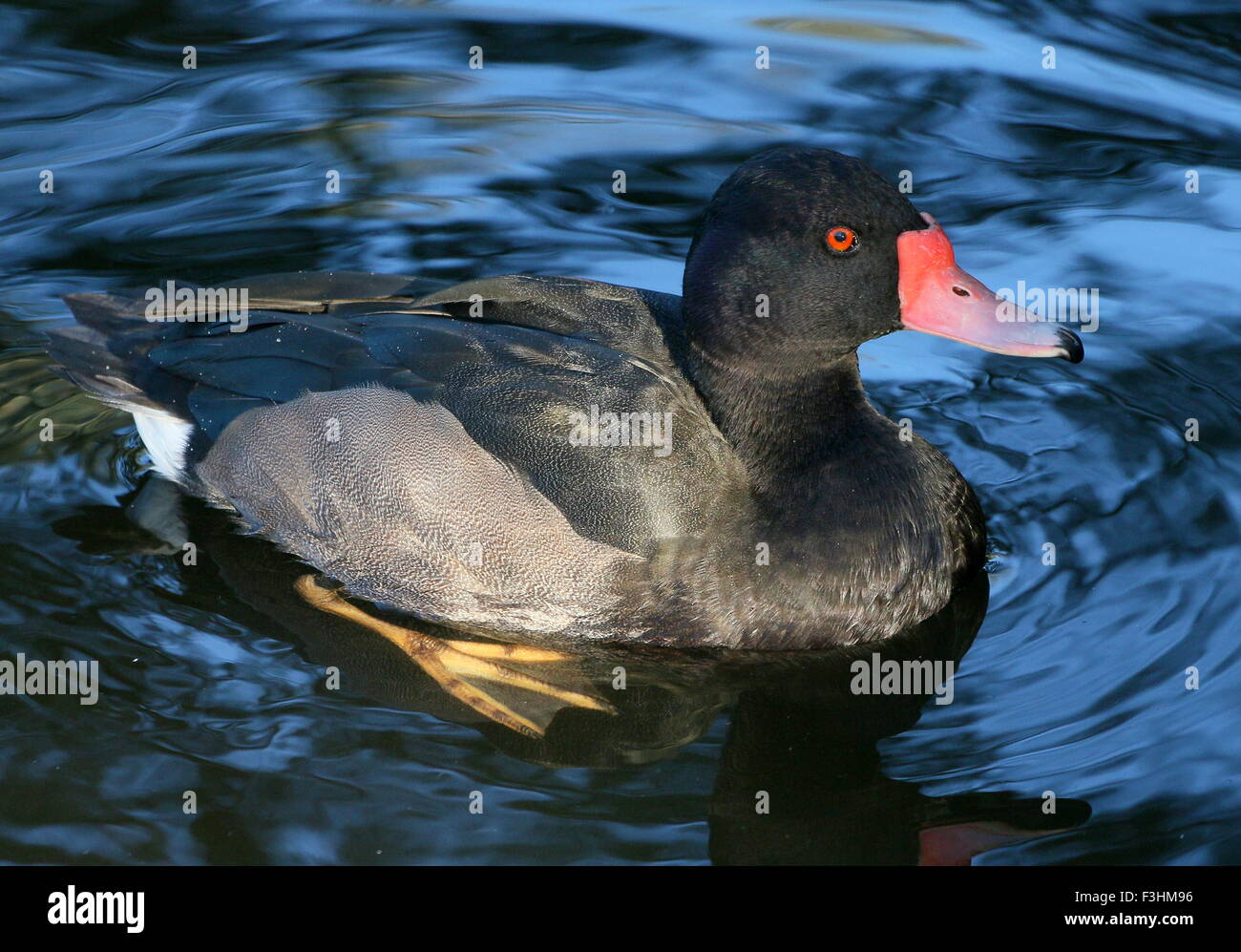 Male South American Rosy billed Pochard duck (Netta peposaca) swimming ...