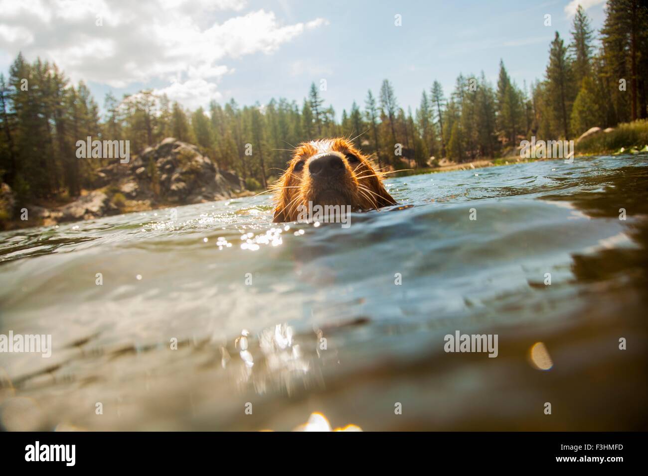 Surface level front view of dog swimming looking at camera, High Sierra ...