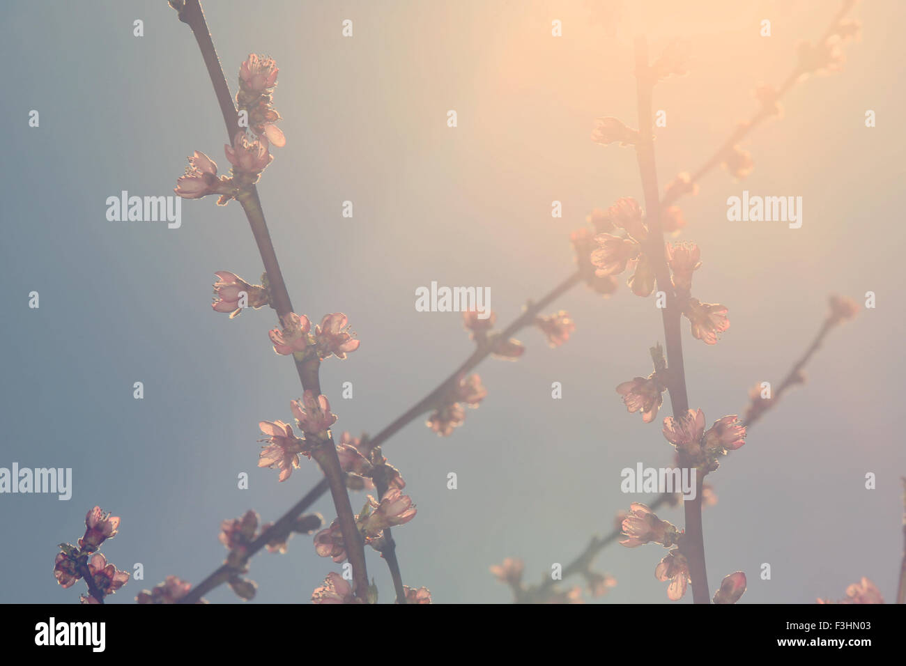 Peach tree bloom hi-res stock photography and images - Alamy