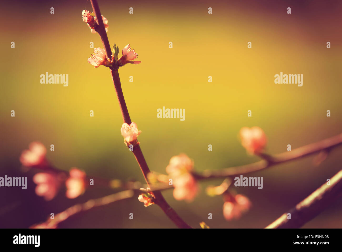 Peach tree bloom hi-res stock photography and images - Alamy