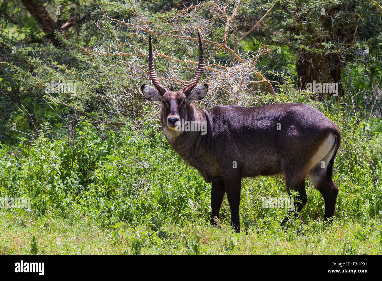 Bushbuck tanzania hi-res stock photography and images - Alamy