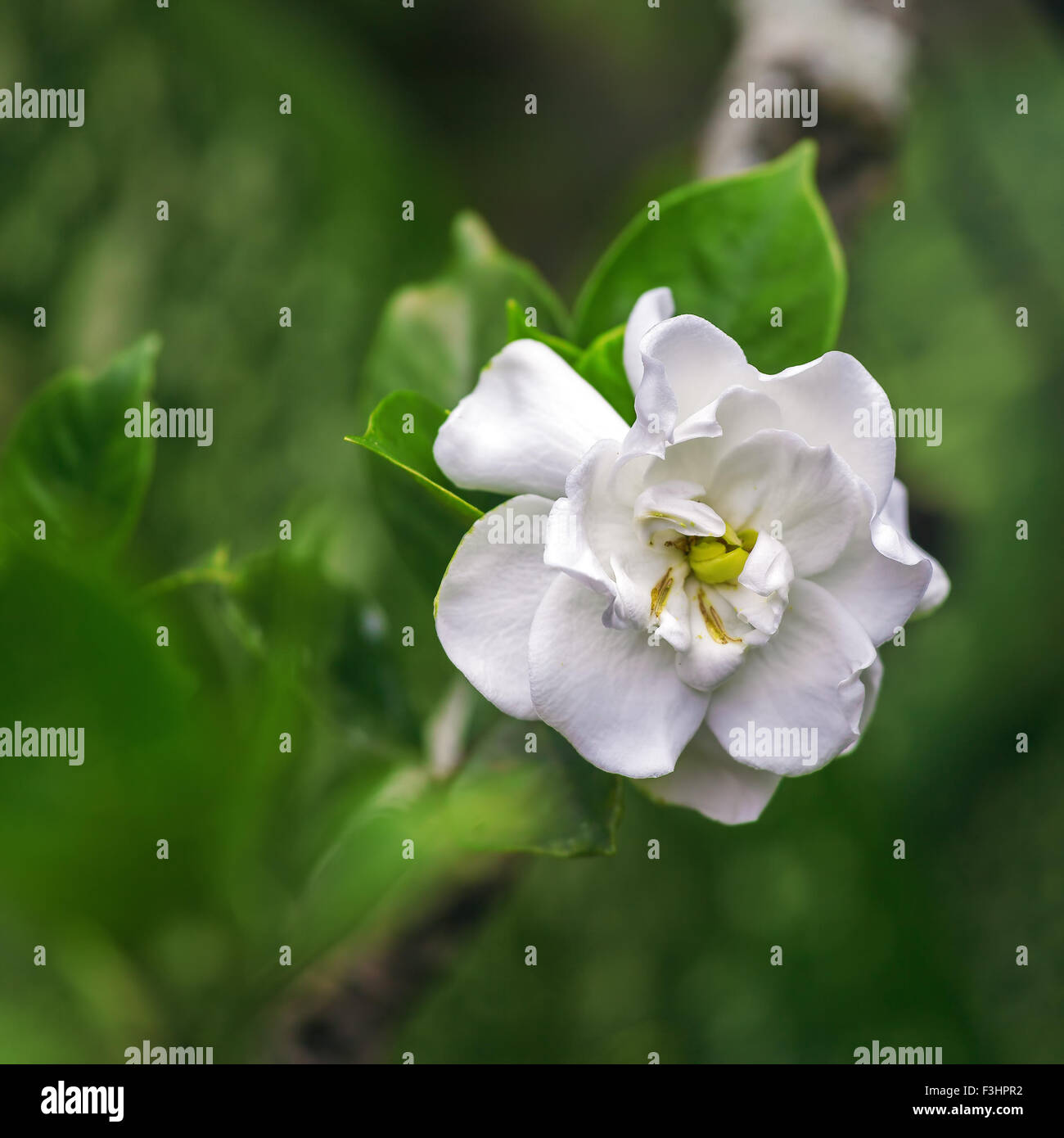 National flower of Cuba - La Mariposa (butterfly jasmine Stock Photo ... National flower of Cuba - La Mariposa (butterfly jasmine Stock Photo ...