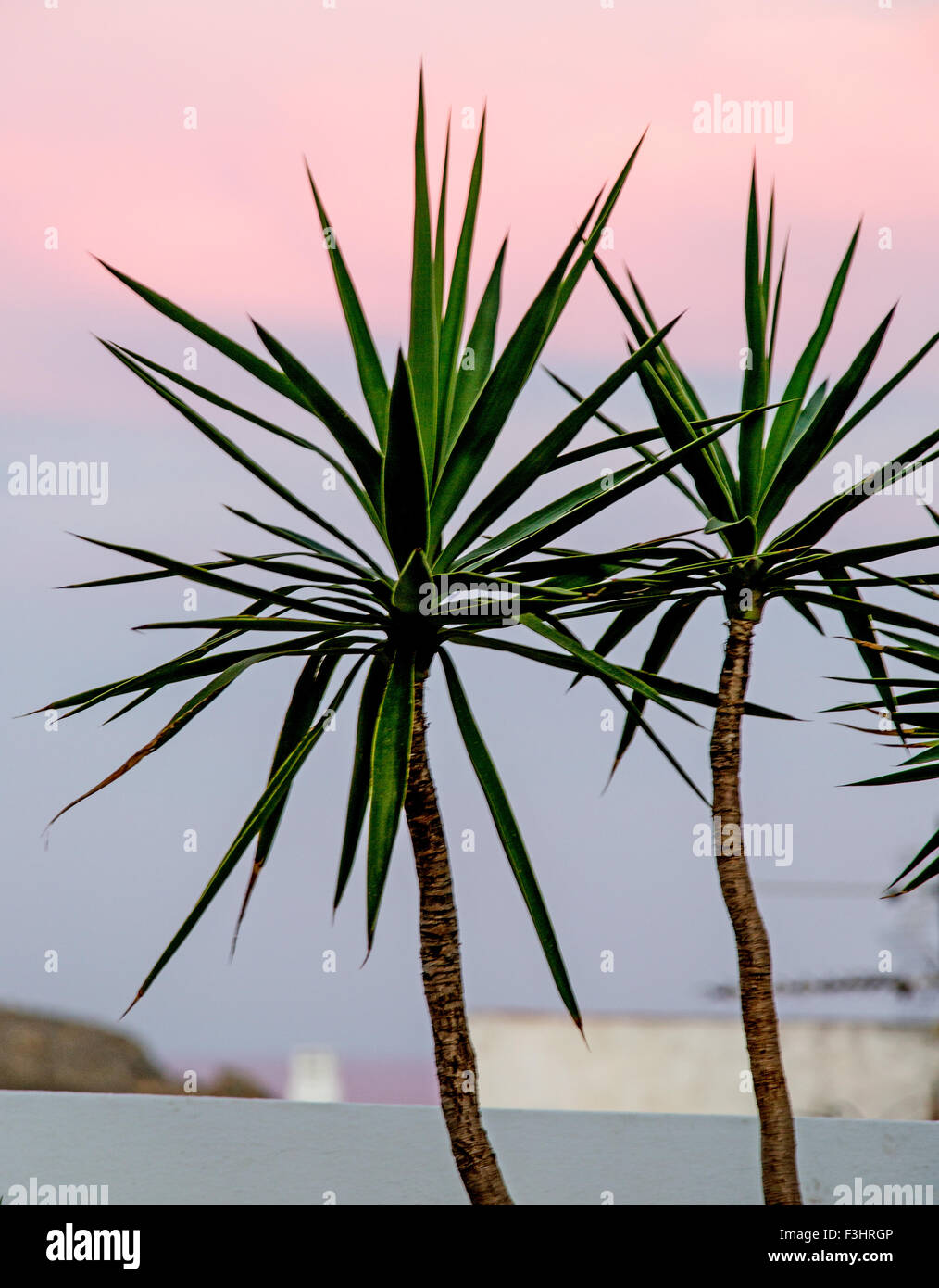 Yucca plant hi-res stock photography and images - Alamy