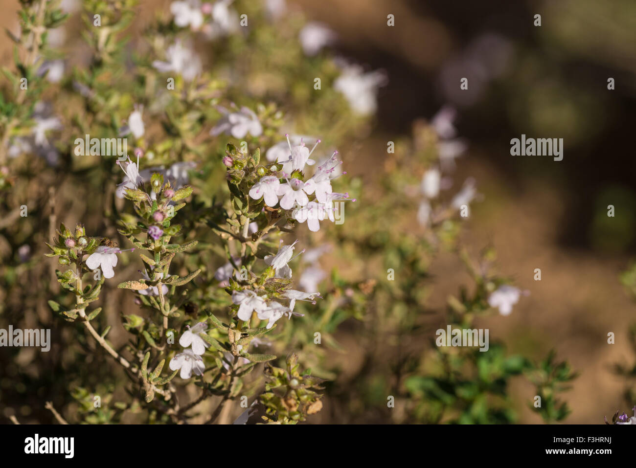 Closeup take of a flowering rosemary shrub Stock Photo - Alamy