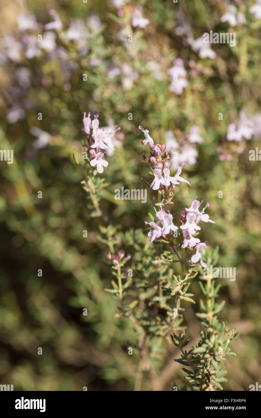 Closeup take of a flowering rosemary shrub Stock Photo - Alamy