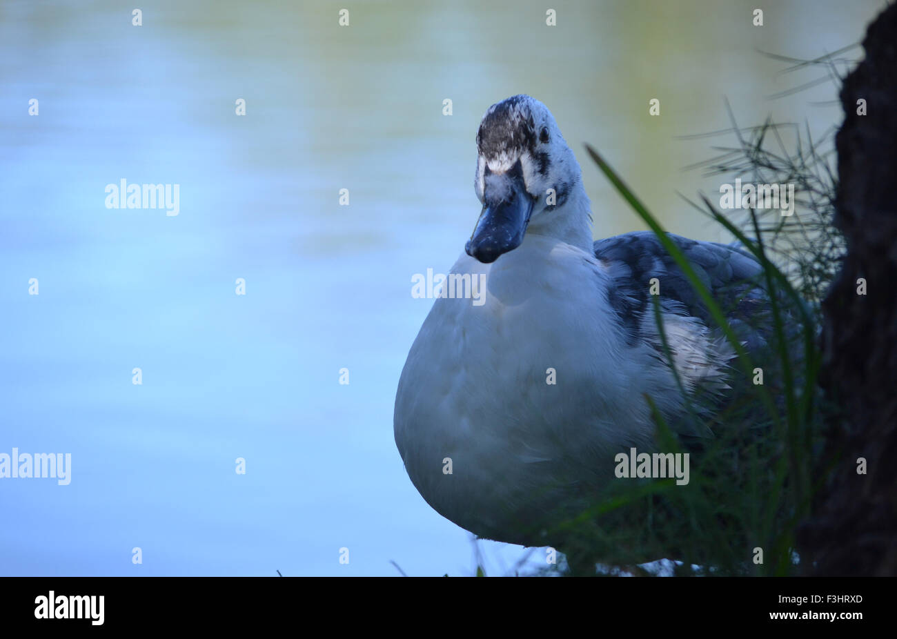 Hiding duck hi-res stock photography and images - Alamy