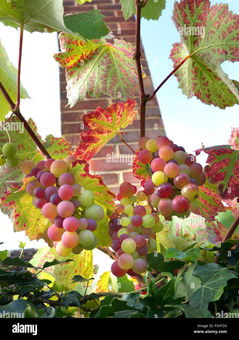 Climate change viticulture uk hi-res stock photography and images - Alamy