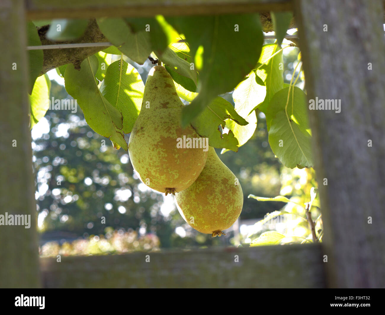British pears hi-res stock photography and images - Alamy