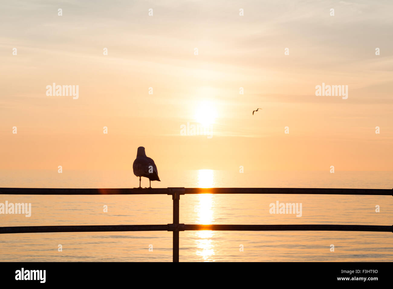 sea gull perched on railings watching the sun go down Stock Photo - Alamy