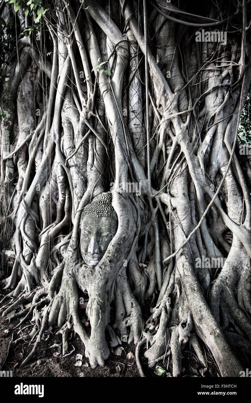 Buddha head in tree roots at Ayutthaya, Thailand. Buddhist monument and ...
