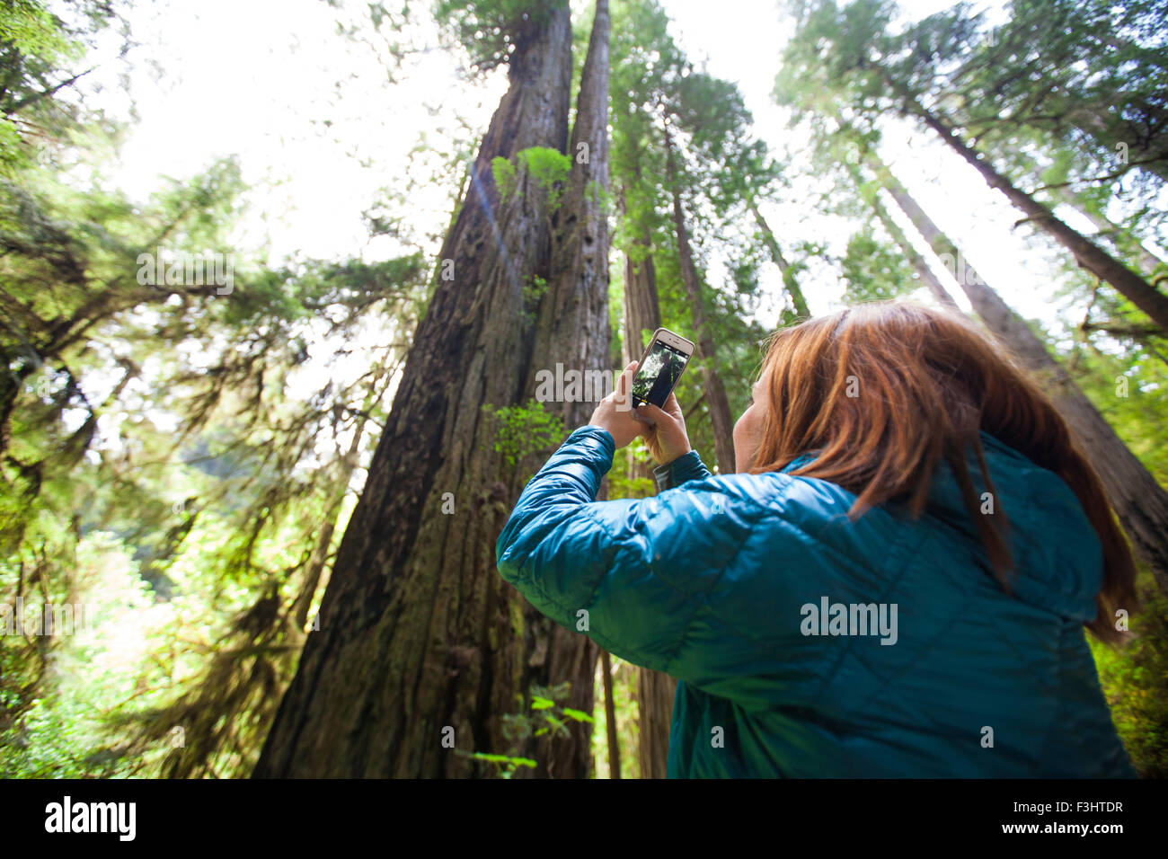 A woman takes a picture of a giant Redwood Tree in Jedediah Smith ...