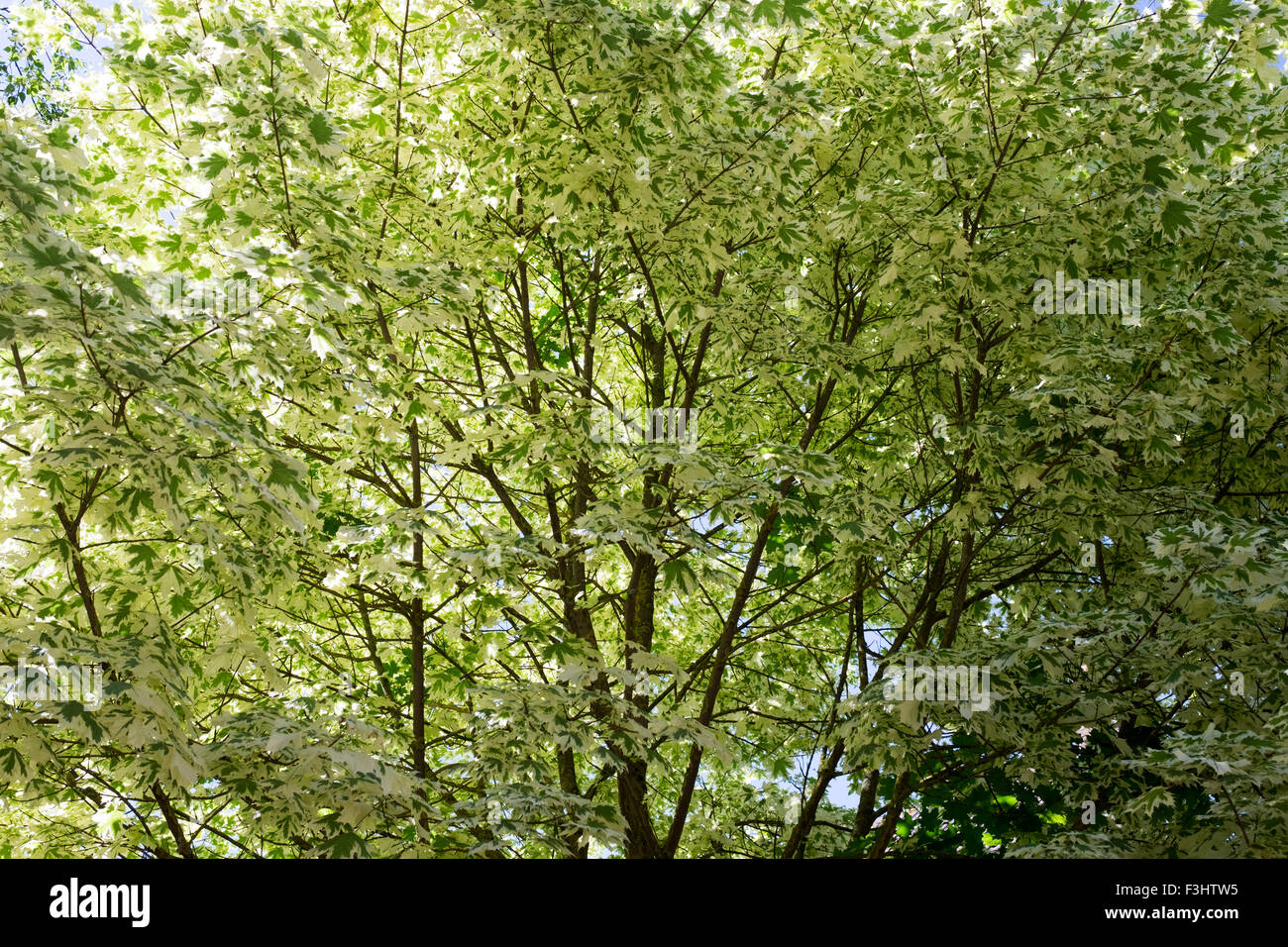 Maple tree in the summer Stock Photo - Alamy