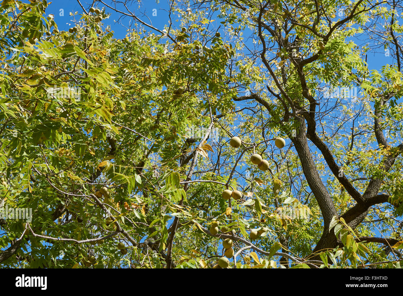 Black walnut tree hi-res stock photography and images - Alamy