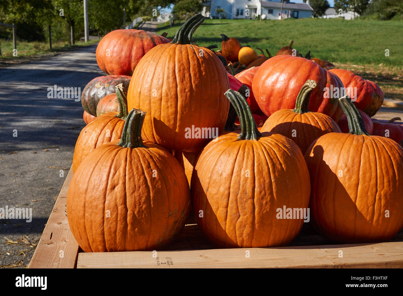Pumpkins on display at a Lancaster County Pennsylvania farm stand Stock ...