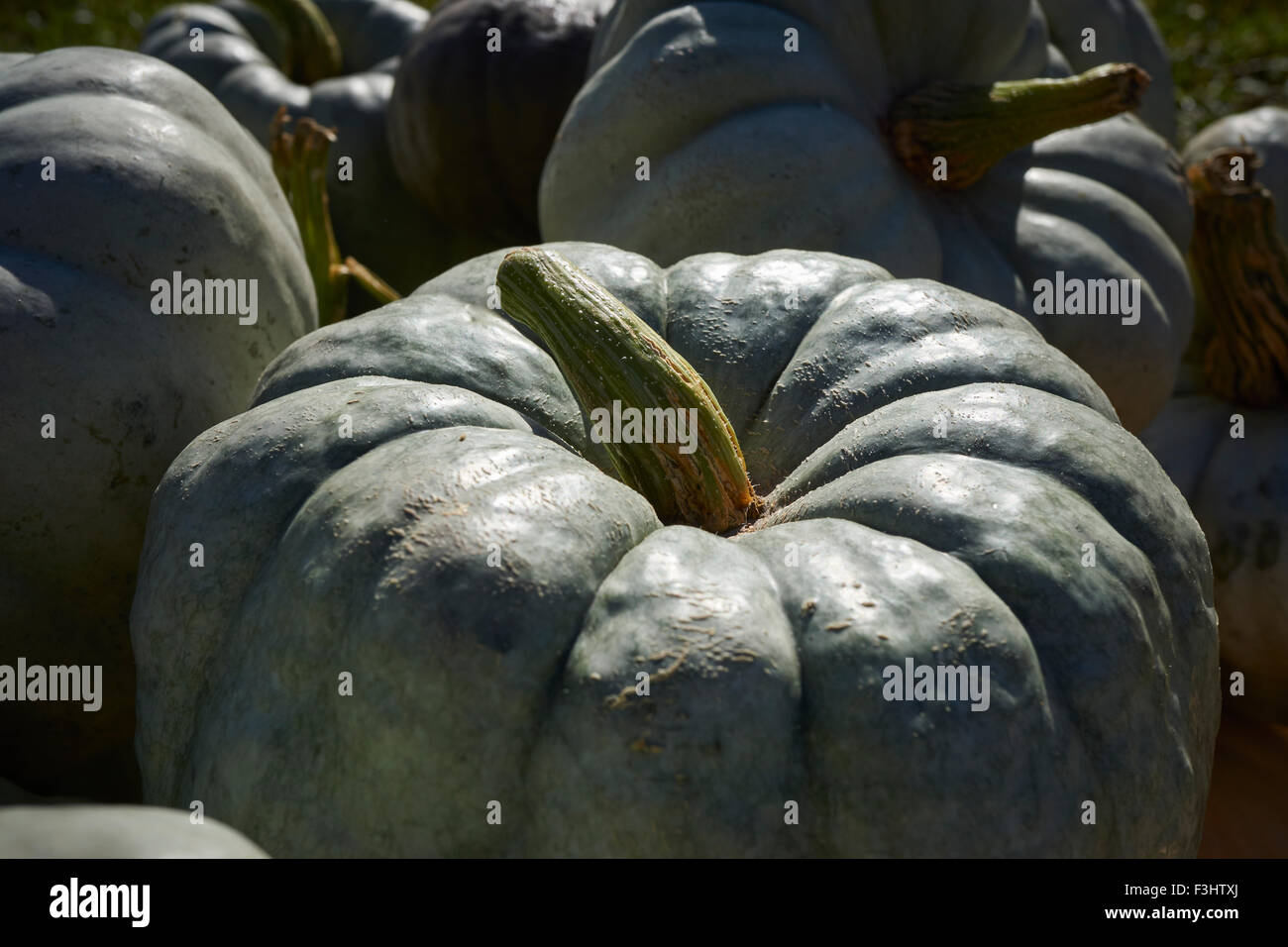Pumpkins on display at a Lancaster County Pennsylvania farm stand Stock ...