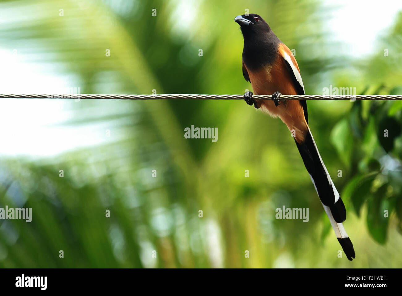 The rufous treepie (Dendrocitta vagabunda) is a treepie, native to the ...