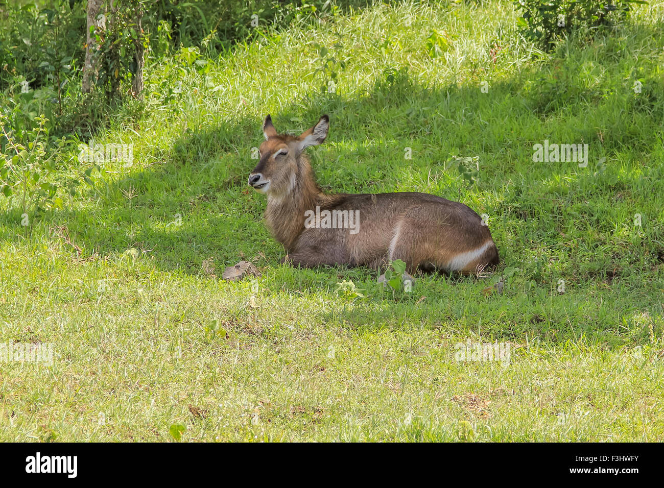 Antelope female hi-res stock photography and images - Alamy