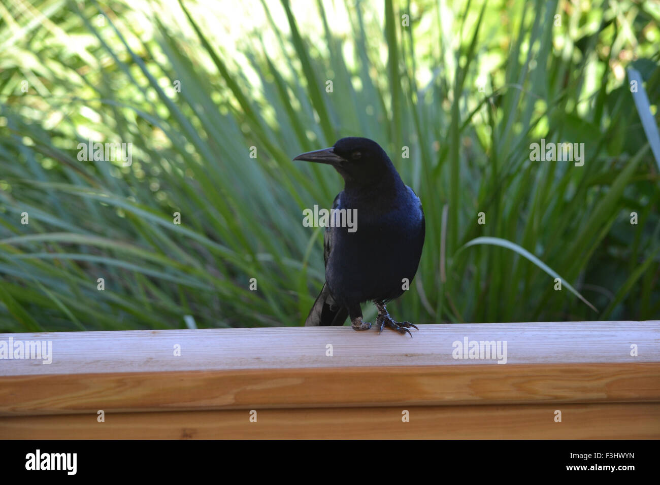 Bird with deformed beak hi-res stock photography and images - Alamy