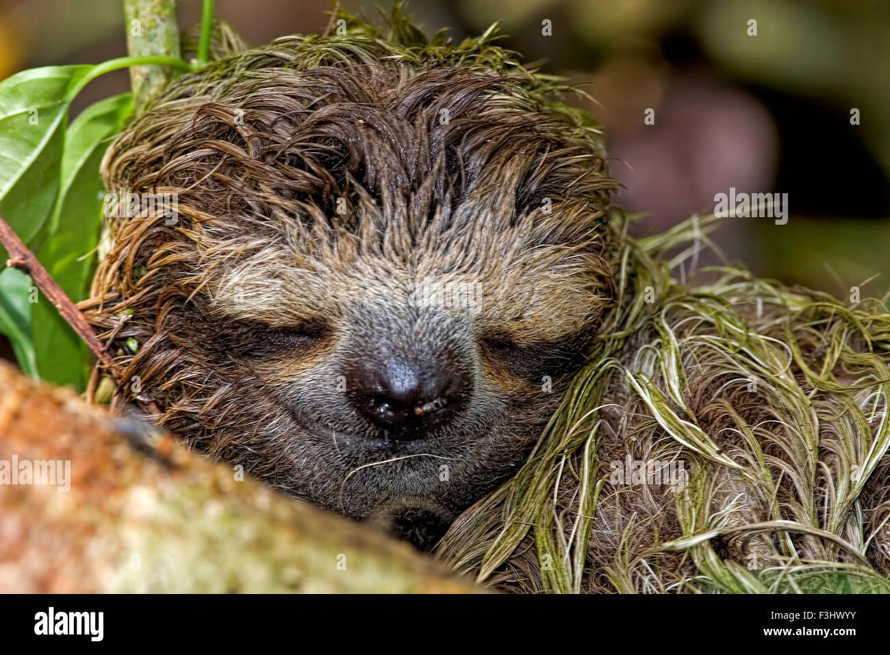 Portrait view of a sloth Stock Photo - Alamy