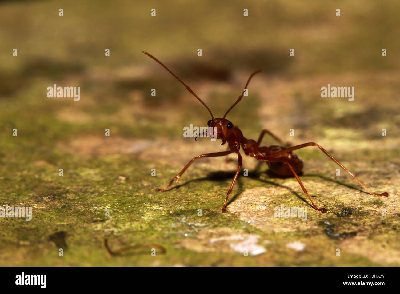 Angry ant ready bite jaws hi-res stock photography and images - Alamy