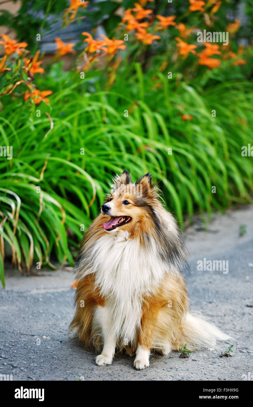Female lassie dog hi-res stock photography and images - Alamy